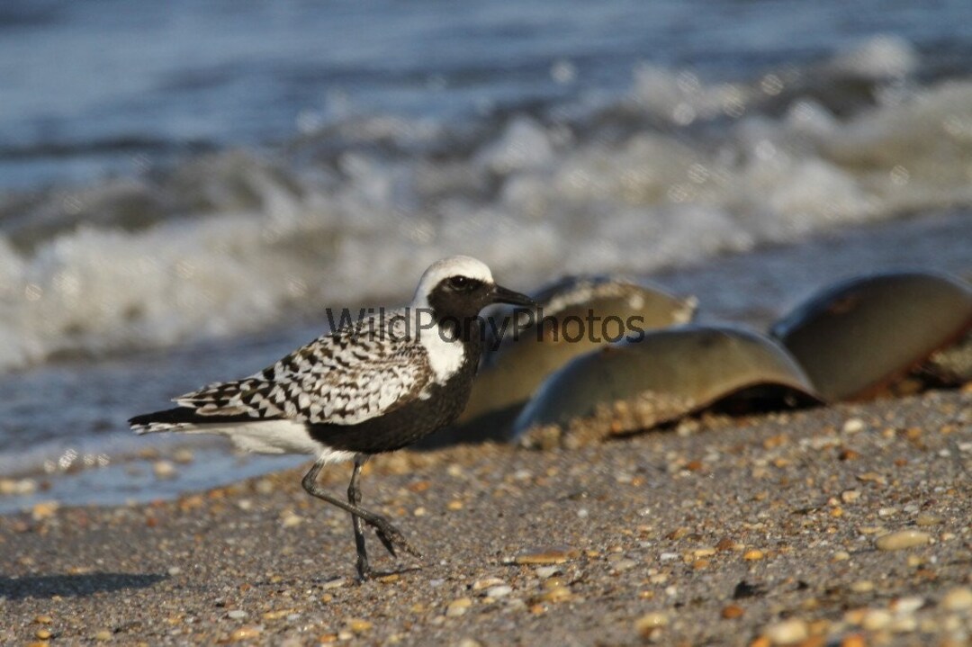 Nature Photograph Various Shorebirds in Delaware - Pick One Image - Etsy