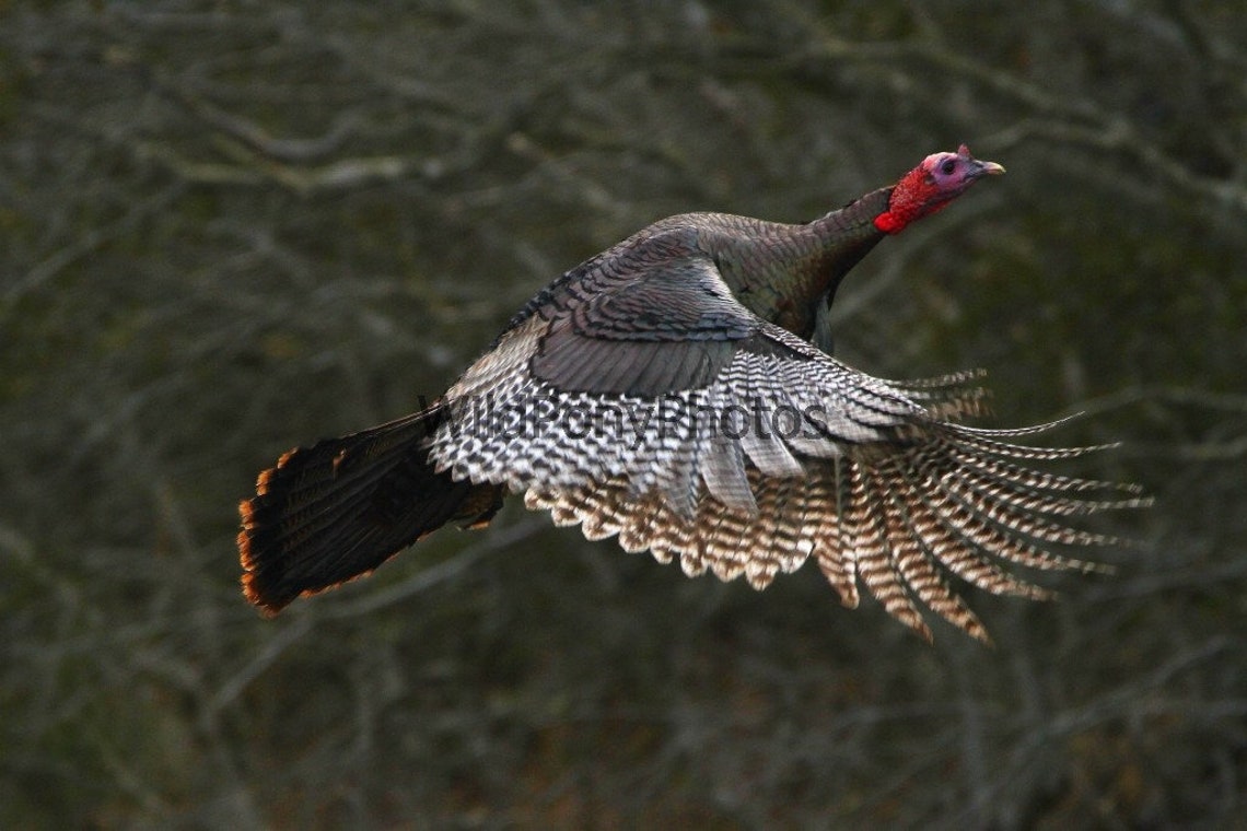 Wild Turkey in Flight Photo - Various Sizes - Etsy