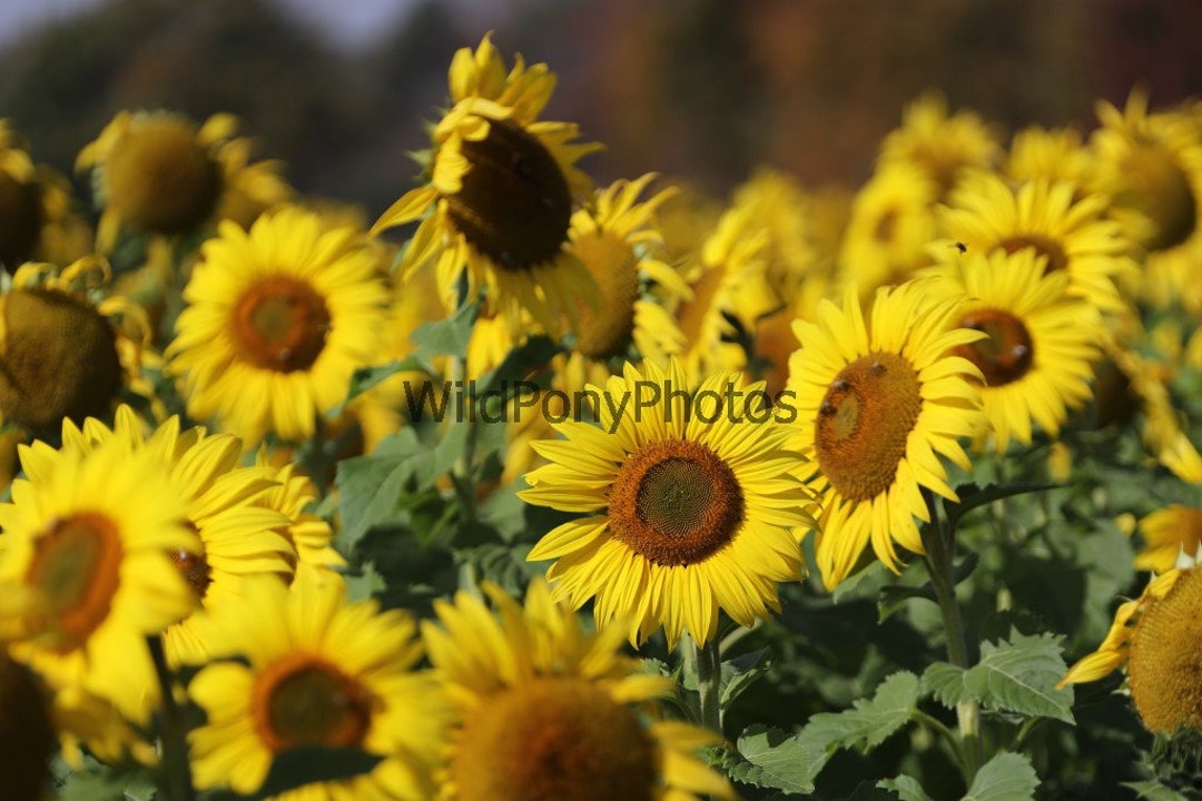 Sunflowers - Pick One Image - Etsy