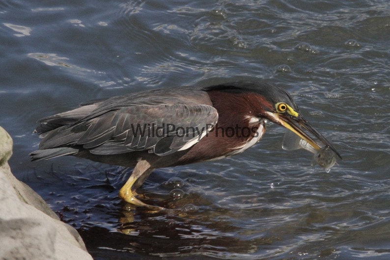 Green Heron Photo - Pick One Image - Etsy