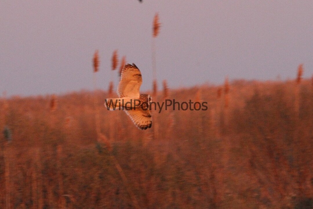 Nature Photograph Short Eared Owl - Pick One Image - Etsy
