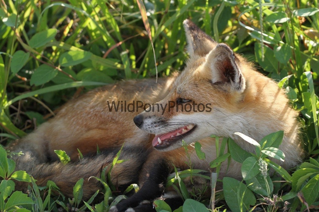 Nature Photograph-red Fox in Bombay Hook National Wildlife Refuge - Etsy