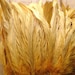 Dyed Golden Yellow Rooster Tail Feathers.. 3" Pack of 11" - 13" in ...