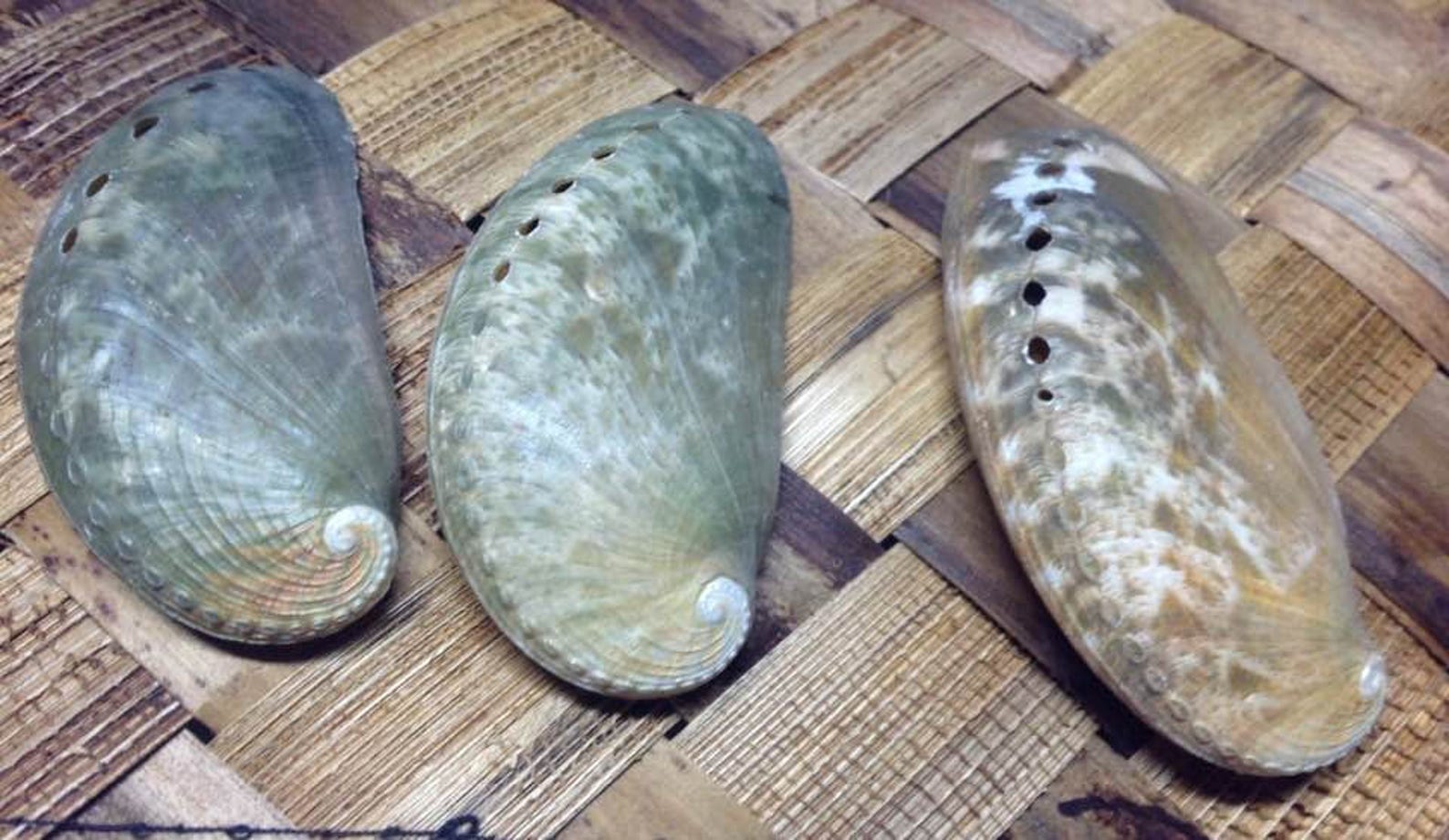 Green Donkey Ear Abalone Shells for Crafts MEASURES 2 | Etsy