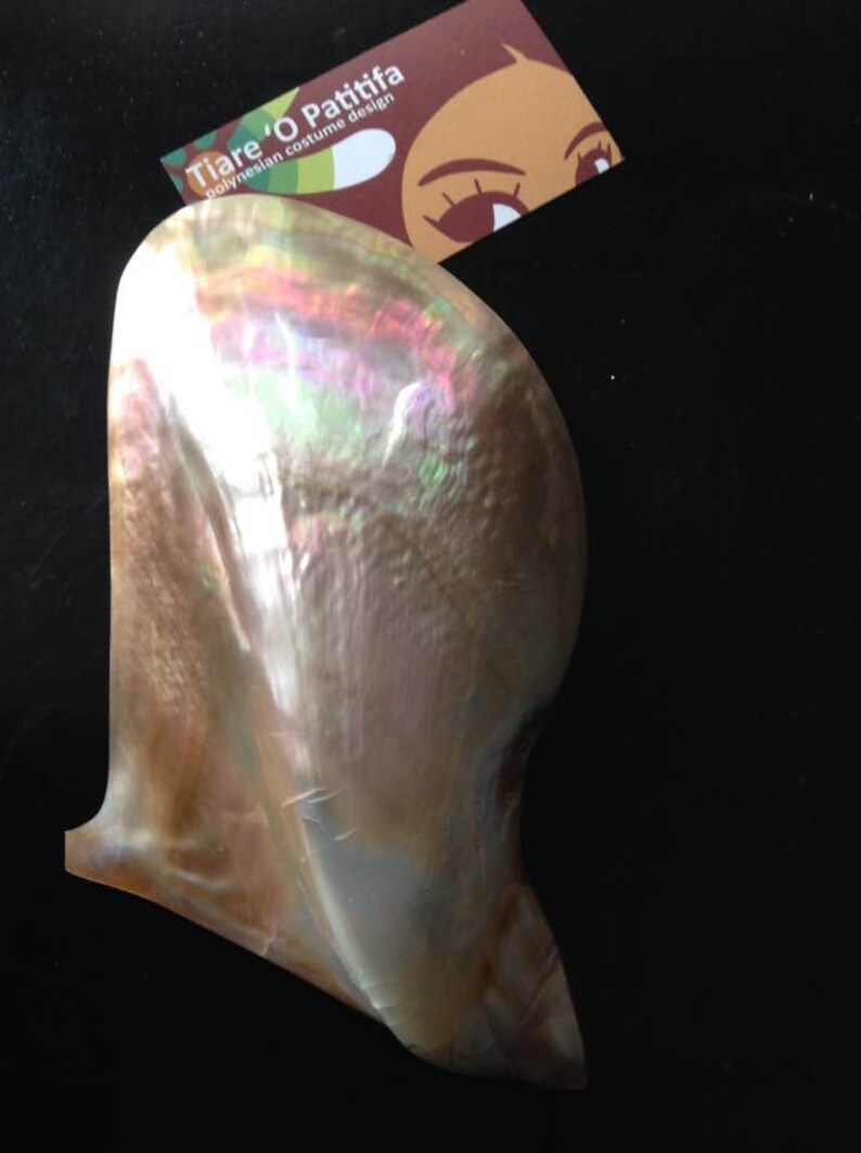 Polished Mother of Pearl Brown Lip Shells 7 to 8 - Etsy