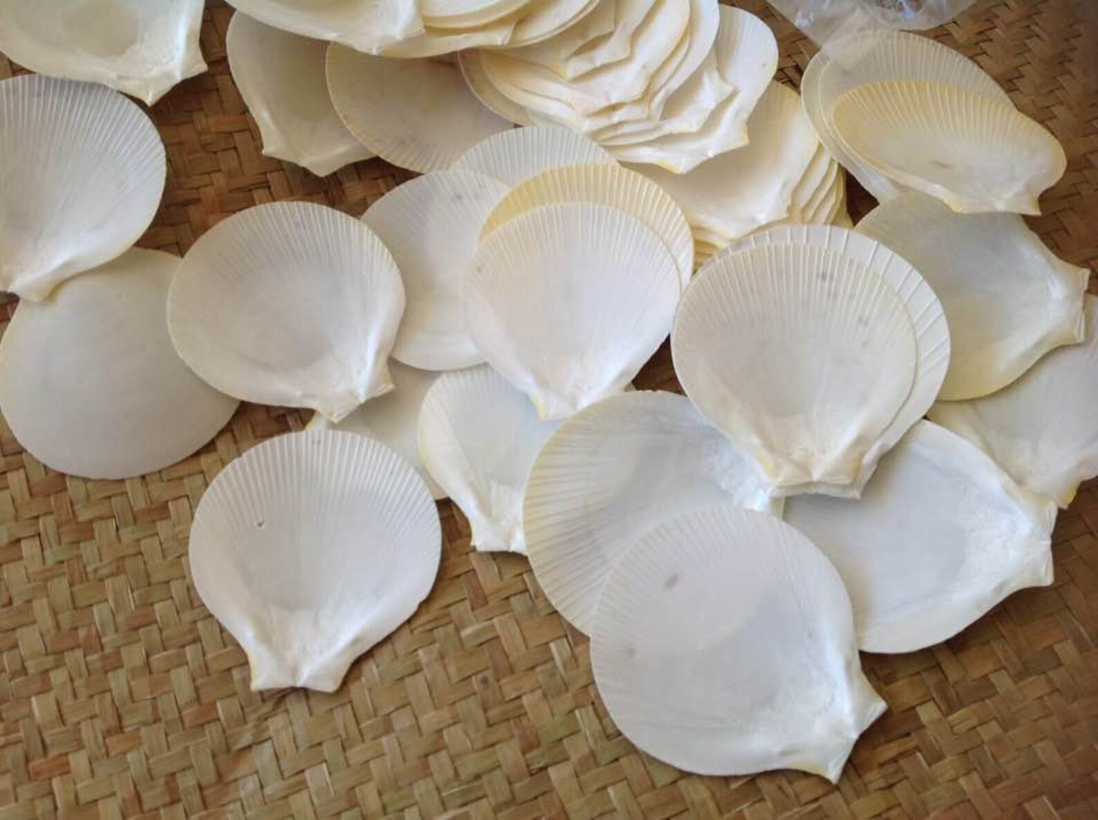 Natural Scallop Shells. - Etsy