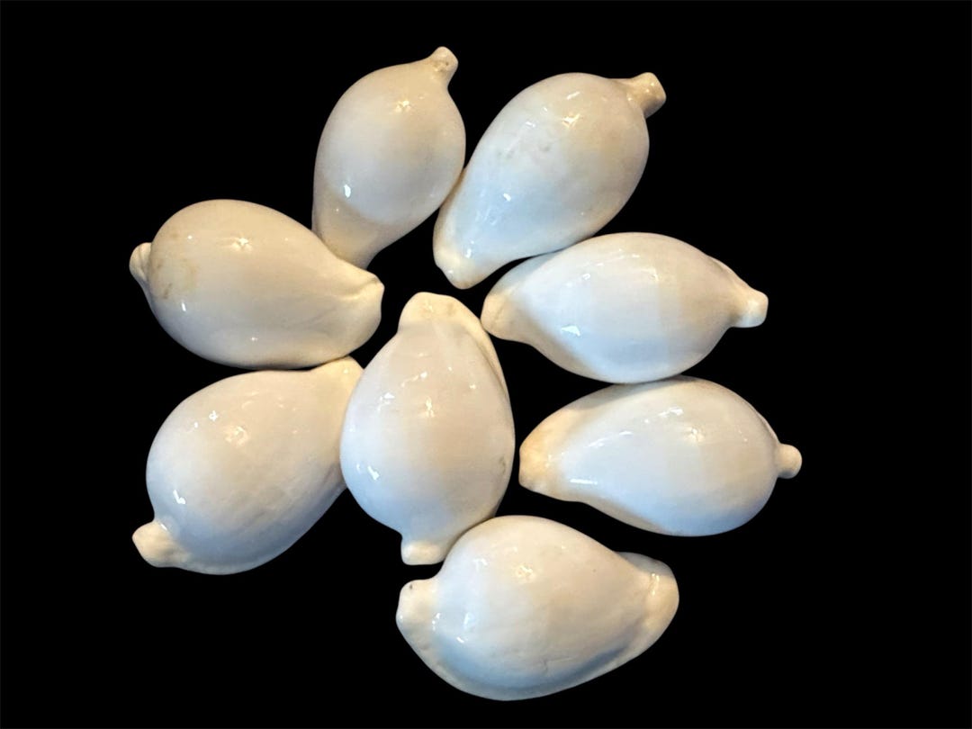 NATURAL MEDIUM Pule'oto Shells. White Cowrie Egg Shell. Authentic Sea ...