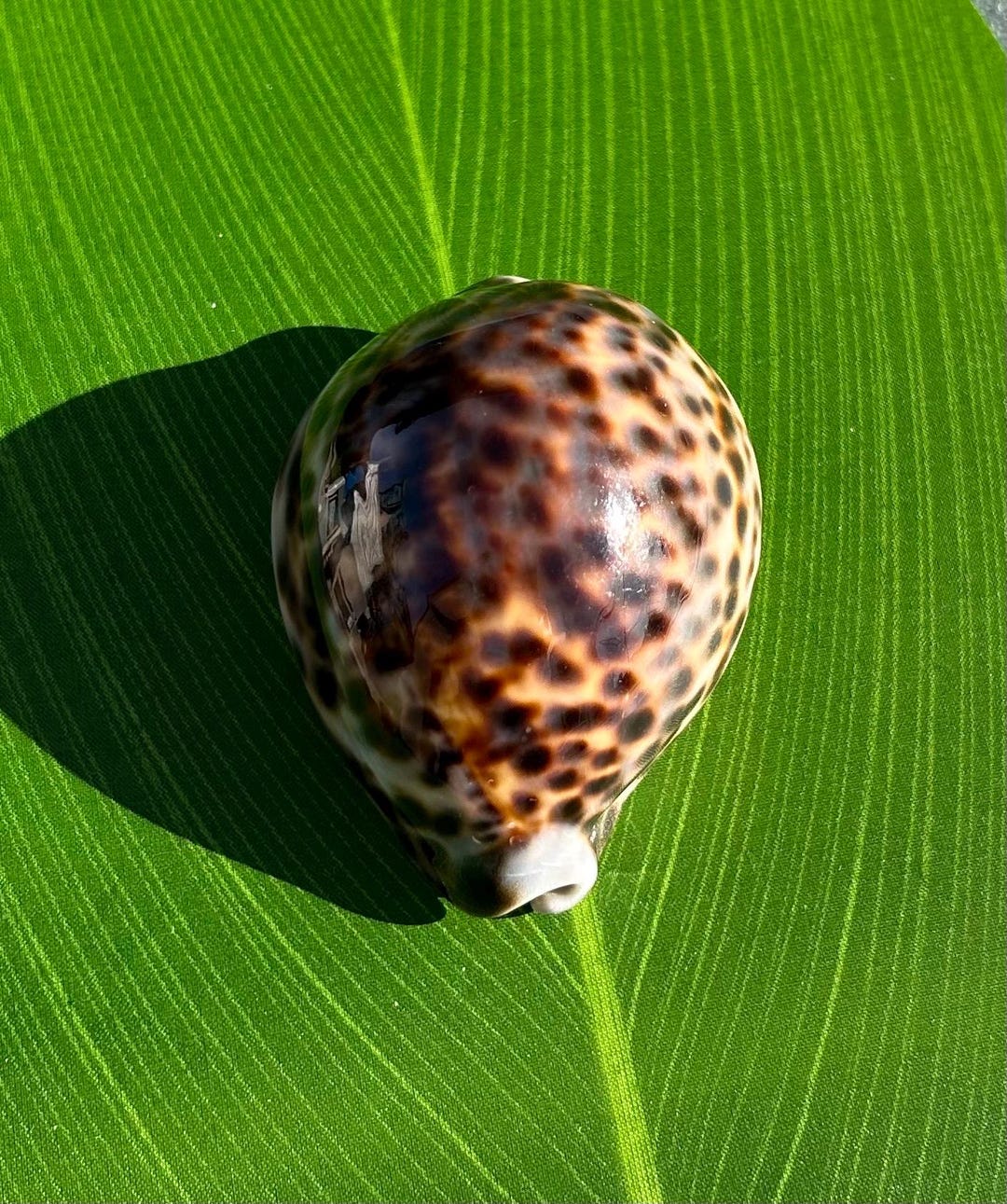 Large Polished Tiger Cowrie Shells. Natural Sea Shell. (2.5" - 3.75 ...