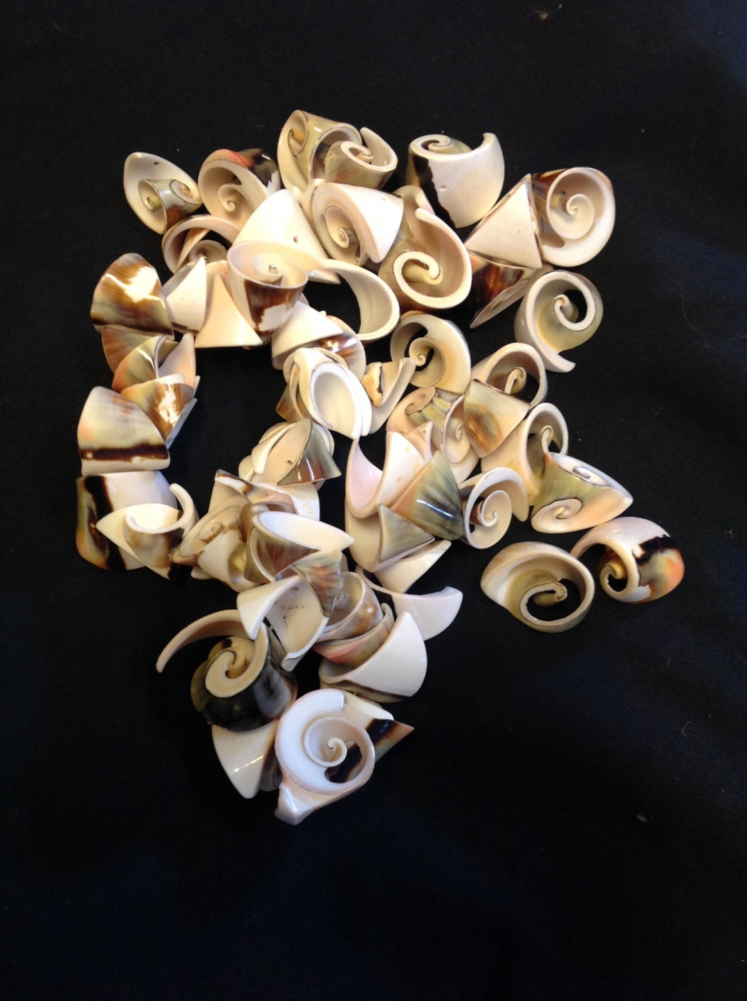 Large Cut Drilled Shell Pieces.. 3 OUNCE SHELLS - Etsy