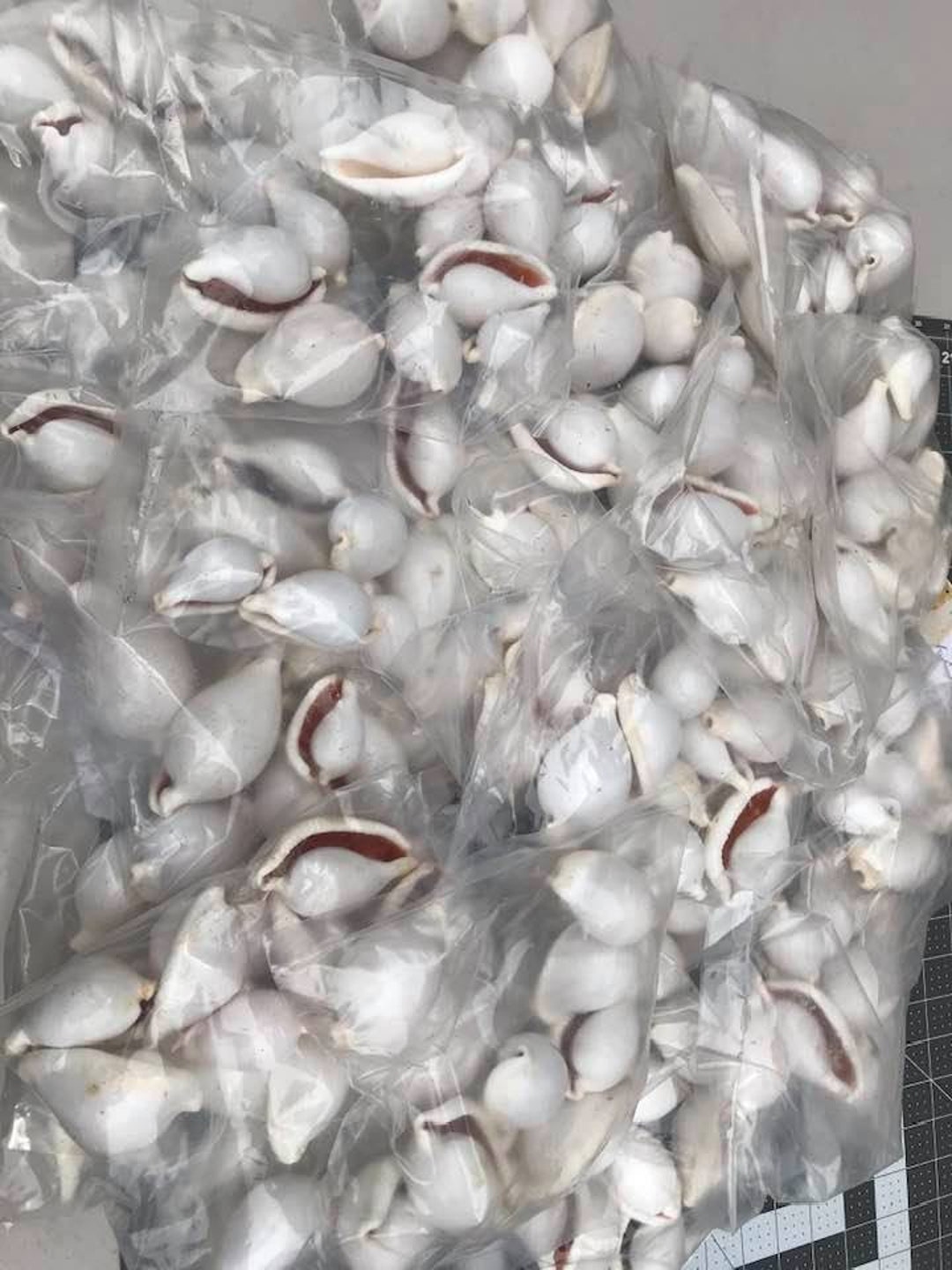 Medium Size Pule'oto Shell. White Cowrie Egg Shell. - Etsy