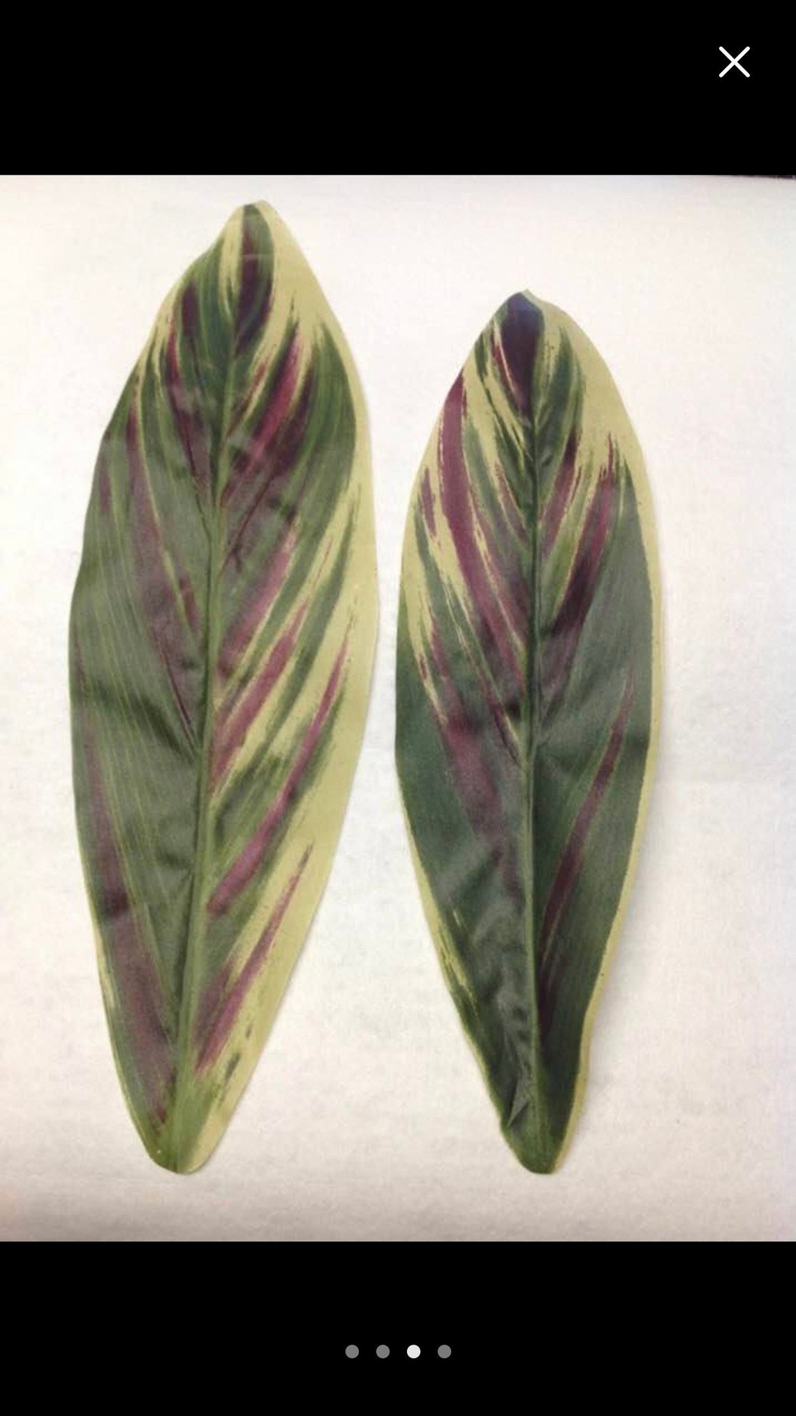 Tropical Silk Ti Leaf Bun Wrap. Braided Ti Leaf Bun Wrap. Perfect for ...