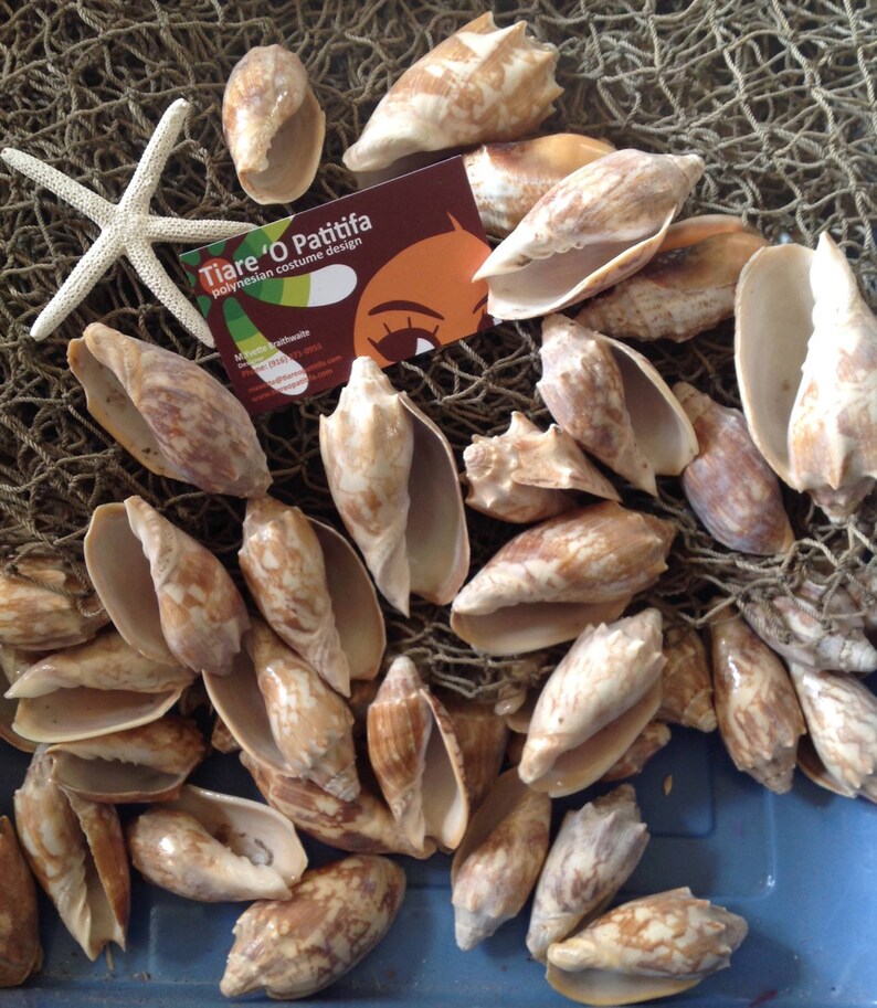 Baby Moana inspired Shells. Measures Approximately 2.5 | Etsy