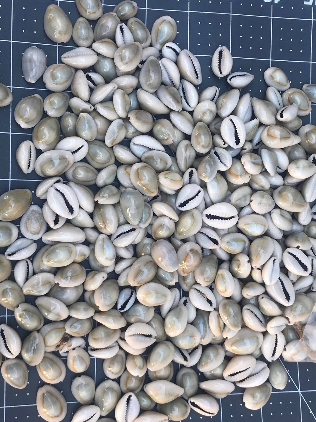 Loose Shells. Cowrie Shells. Costume Shells. - Etsy