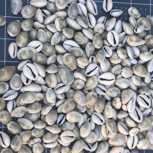 Loose Shells. Cowrie Shells. Costume Shells. - Etsy