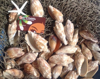 Moana Shells - Etsy