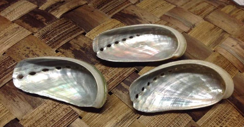 Green Donkey Ear Abalone Shells for Crafts MEASURES 2 - Etsy