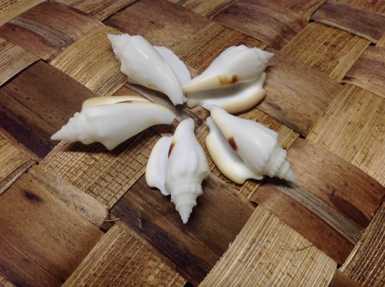 Polished Pacific Crown Conch Shells. | Etsy