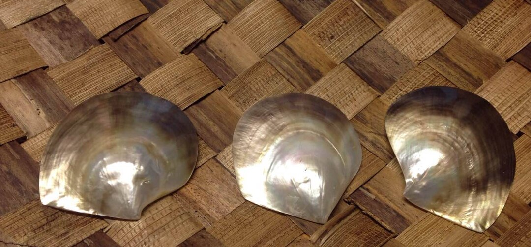 Black Lip Mother of Pearl Shell. One Piece Shell. Mother of Pearl Shell ...