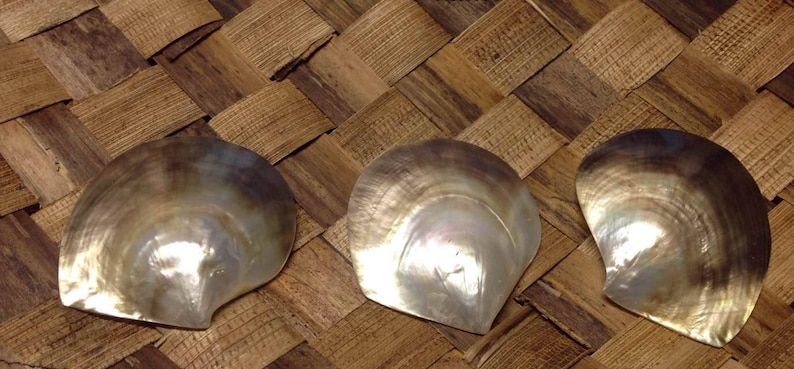 Black Lip Mother of Pearl Shell. One Piece Shell. Mother of - Etsy