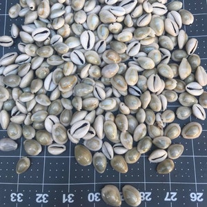 Loose Shells. Cowrie Shells. Costume Shells. - Etsy