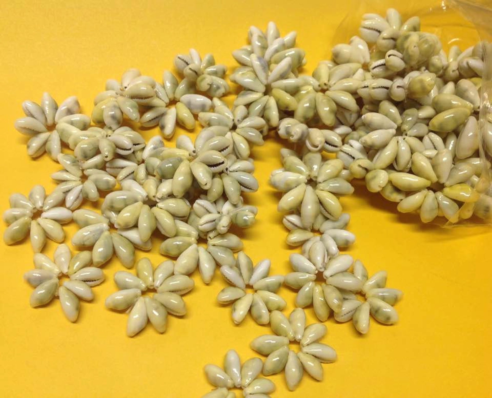 Money Cowry Monita Shell Rosettes or Cowrie Shell Rings. - Etsy