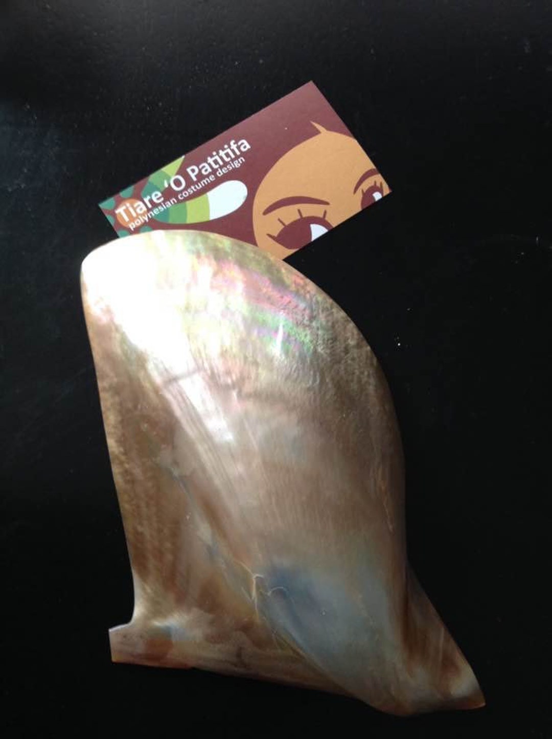 Polished Mother of Pearl Brown Lip Shells 7 to 8 Inches Measured ...