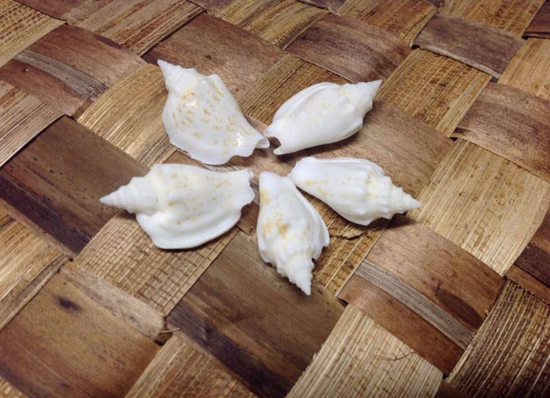 Polished Pacific Crown Conch Shells. - Etsy