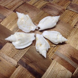 Polished Pacific Crown Conch Shells – Natural Craft & Décor Shells - Etsy