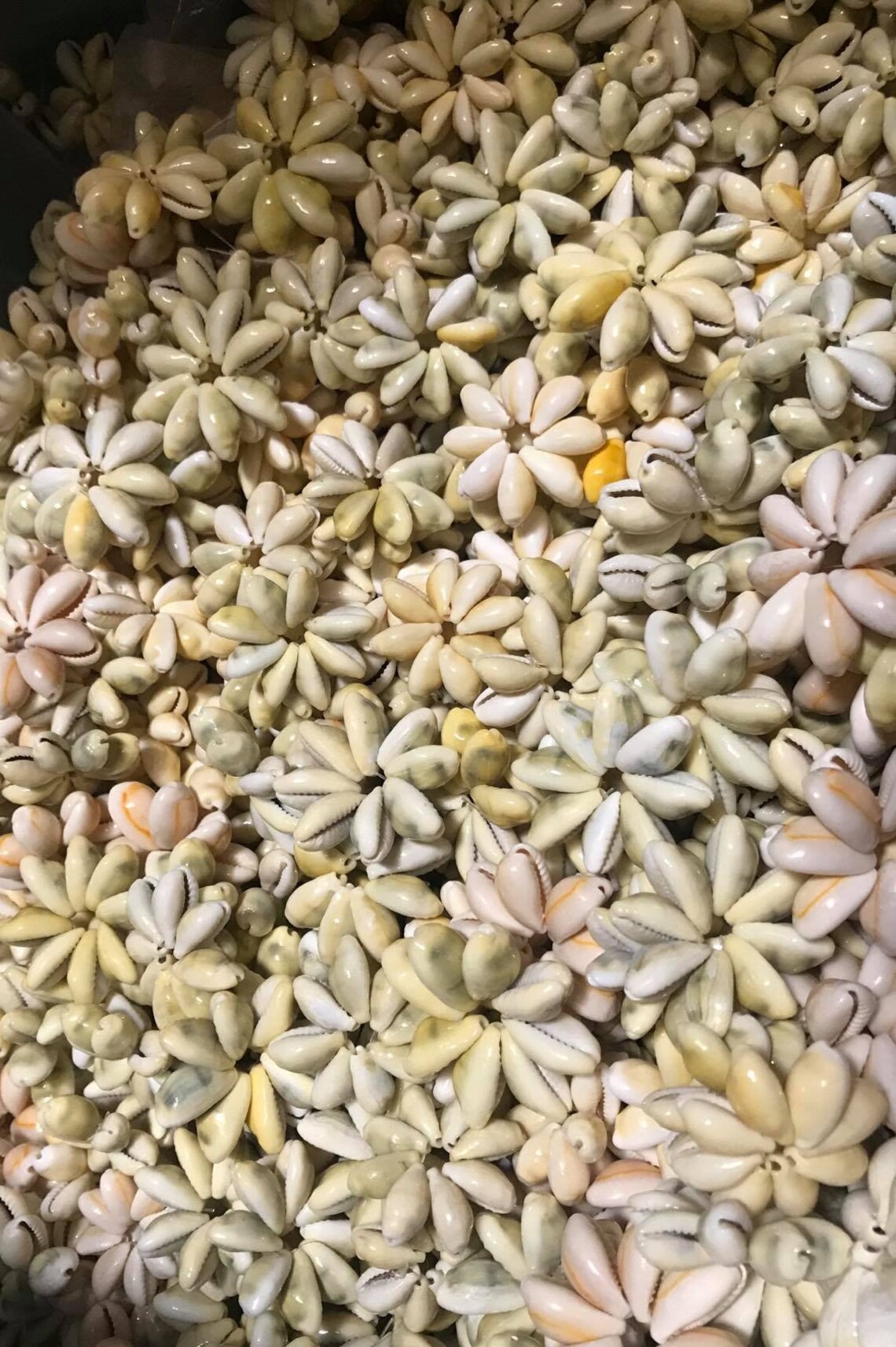 Money Cowry Monita Shell Rosettes or Cowrie Shell Rings. - Etsy