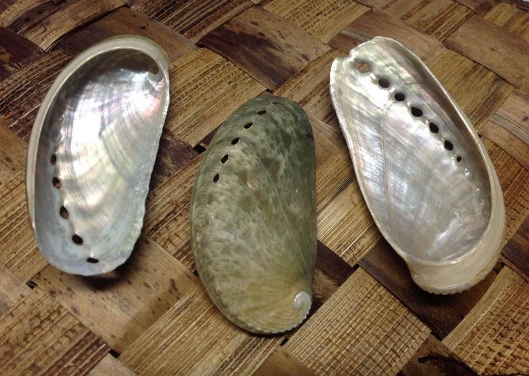 Green Donkey Ear Abalone Shells for Crafts MEASURES 2 - Etsy