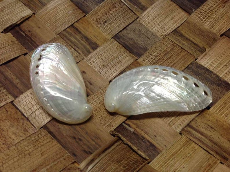 Pearlized Donkey Ear Abalone shells. | Etsy