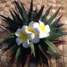 Hawaiian Pua Melia/plumeria Clip or Comb. Foam Flowers With - Etsy