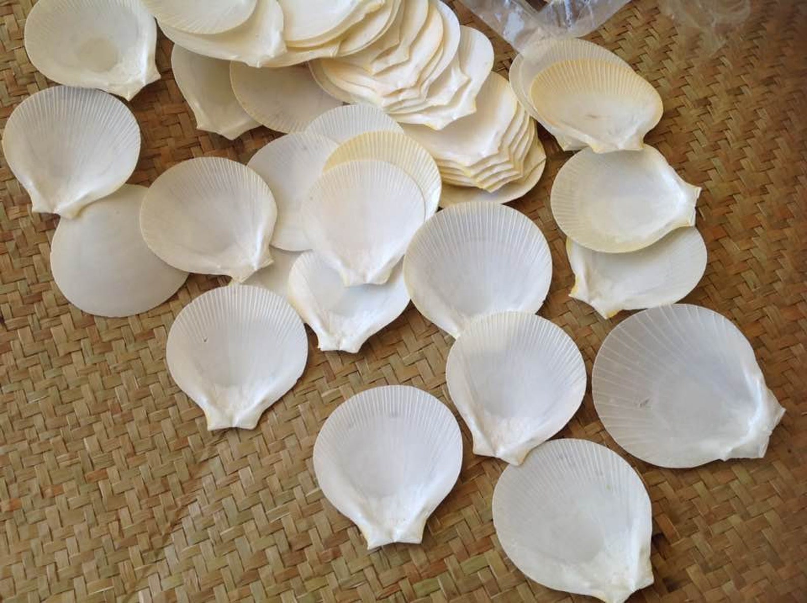 Natural Scallop Shells. | Etsy