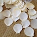 Natural Scallop Shells. - Etsy