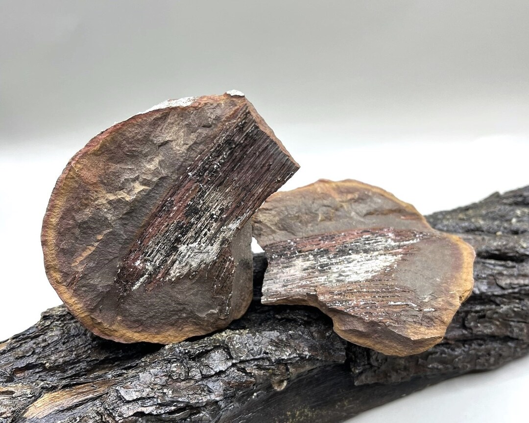Mazon Creek Calamite Plant Fossil- Pennsylvanian Period - Etsy