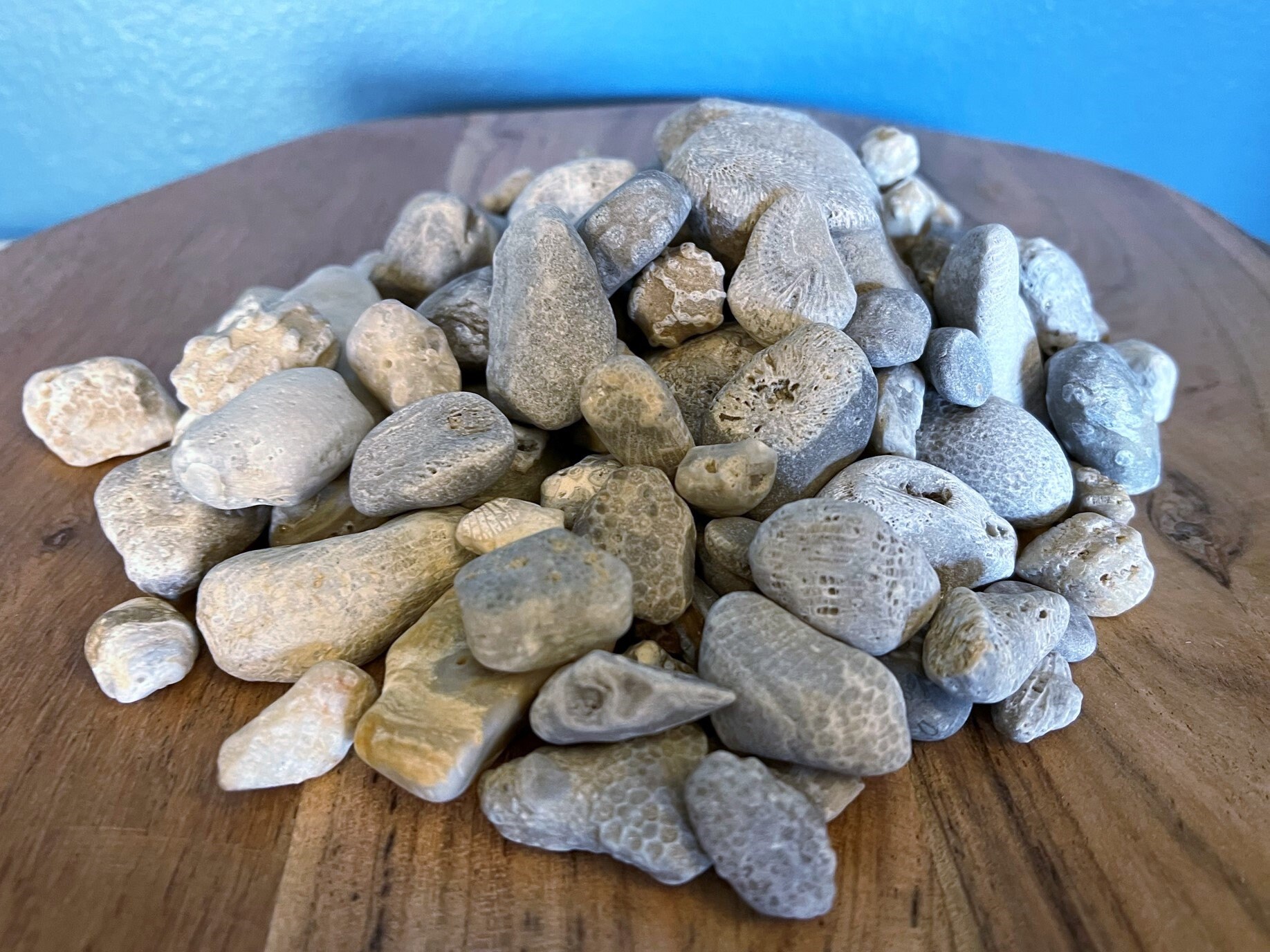 Great Lakes Coral Fossil Sets (small Size: .25-1 In.) Petoskey Stones ...