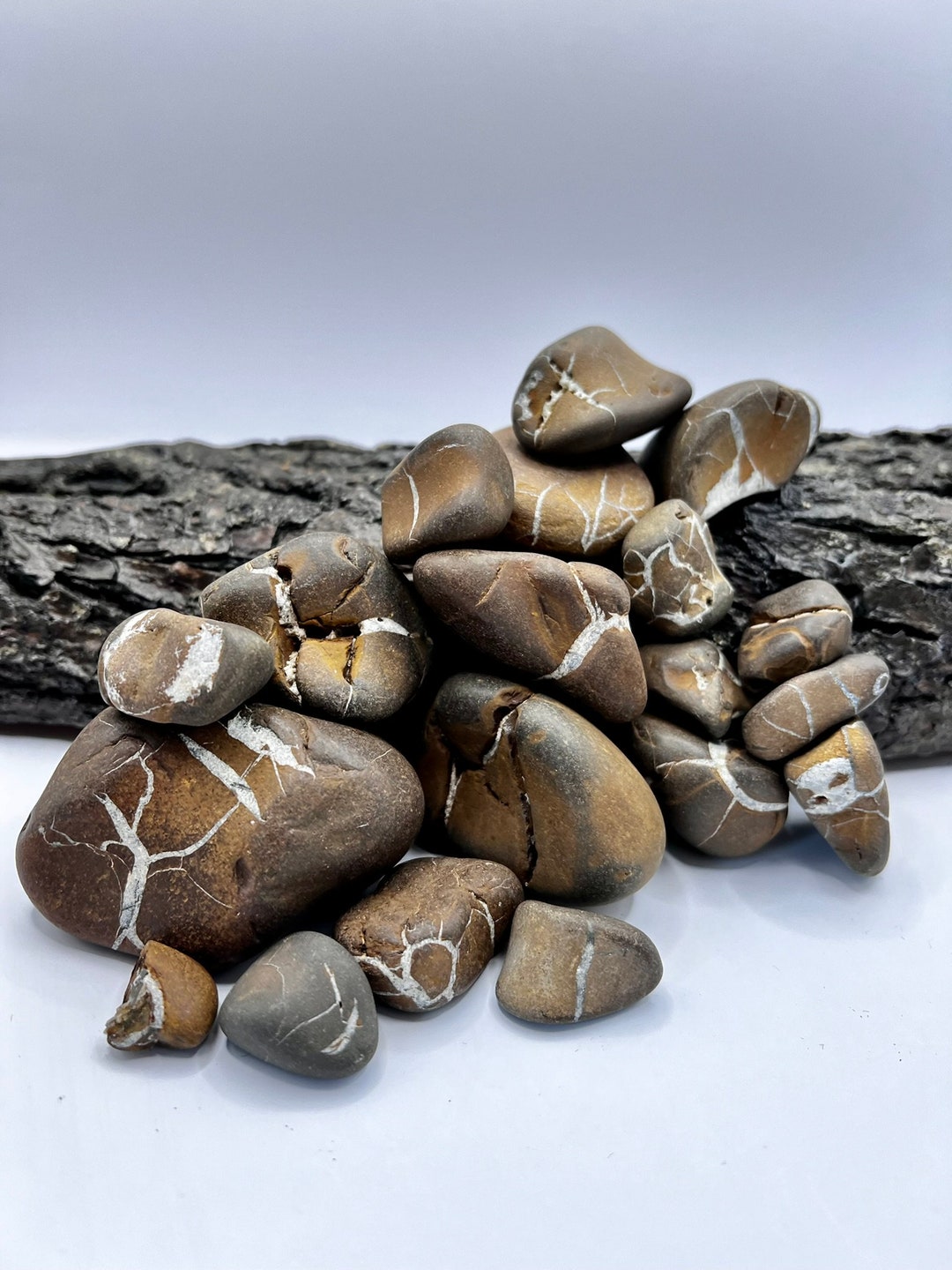 Lake Michigan Septarian Nodule Set: Hand Sourced Lightning Stones - Etsy