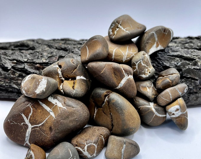 Lake Michigan Septarian Nodule Set: Hand Sourced Lightning Stones - Etsy