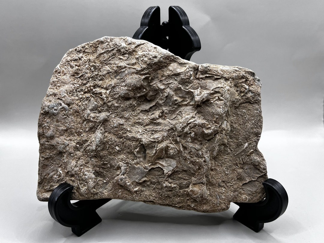 Death Plate Multi-species Lake Huron Coral Fossil: Mortality - Etsy