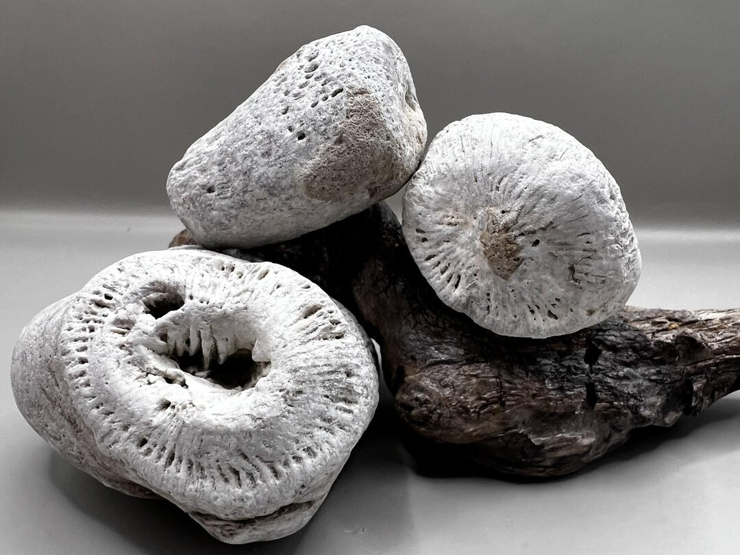 Set of Horn Coral Fossils: 3 Hand Sourced Great Lakes Rugosa Coral ...