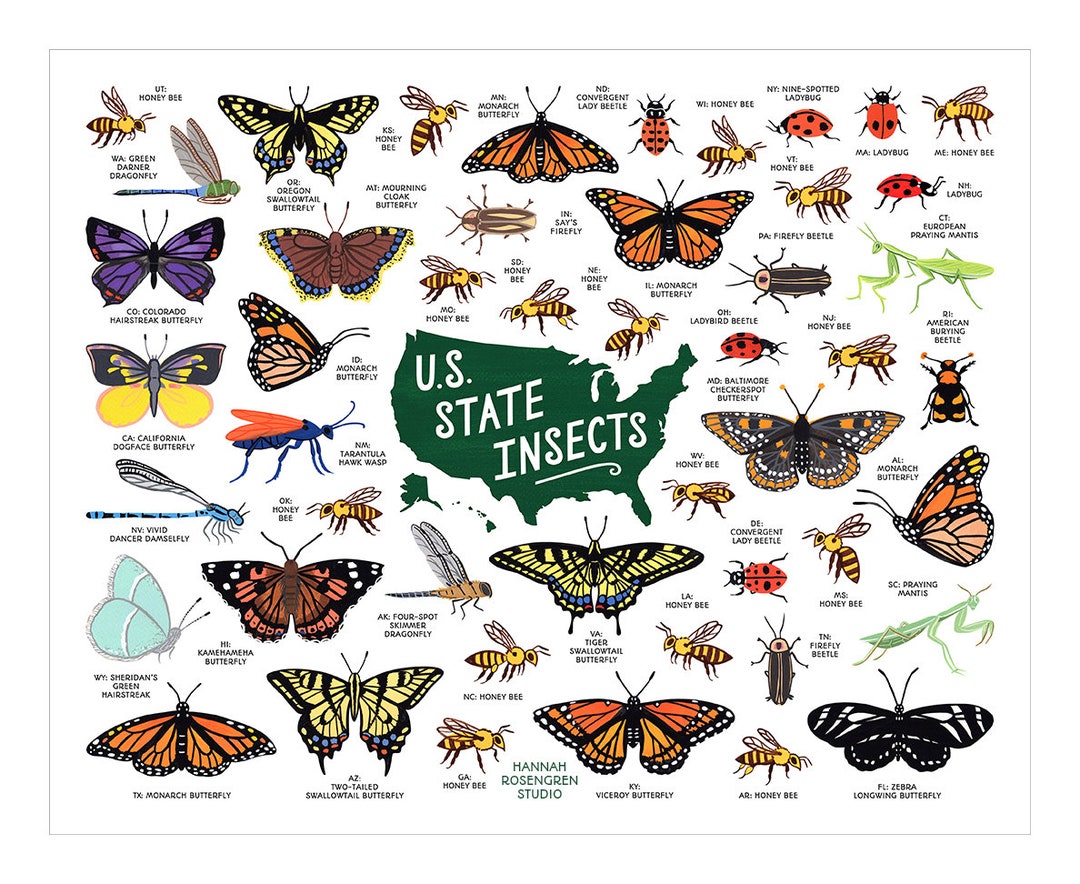 U.S. State Insects 16x20" Poster *OR* 11x14" Print - Etsy