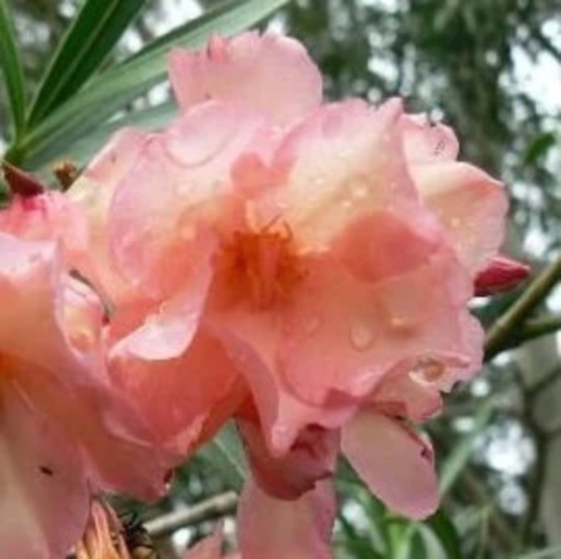 DOUBLE PEACH OLEANDER Nerium Flower ~ Mrs. Roeding ~ Unrooted Plant ...