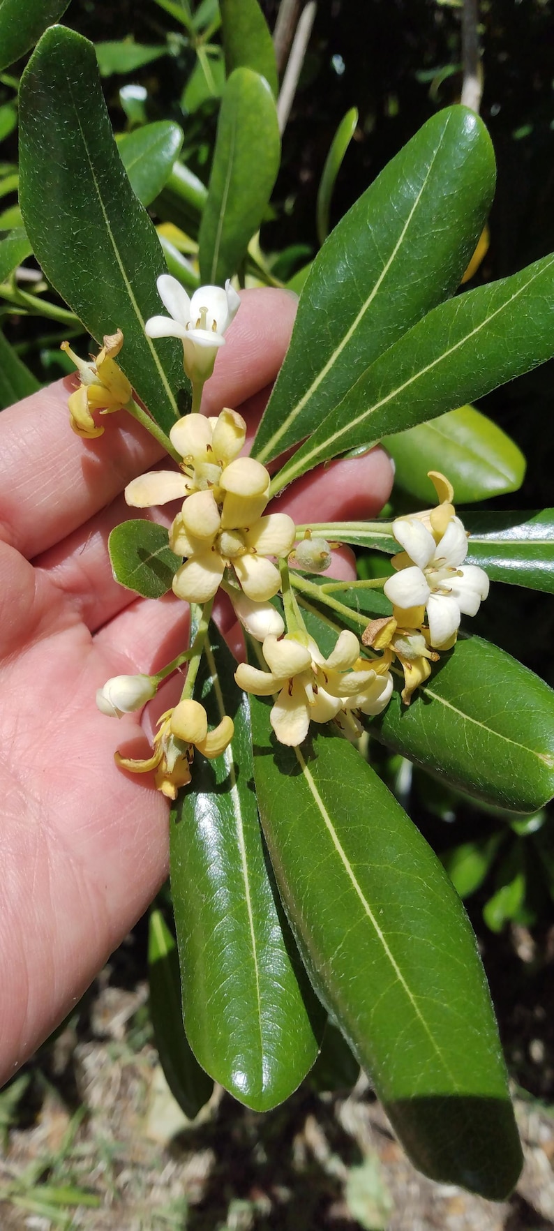 VERY FRAGRANT DAPHNE / Pittosporum Cuttings ~ Unrooted ~ Tree/shrub ...