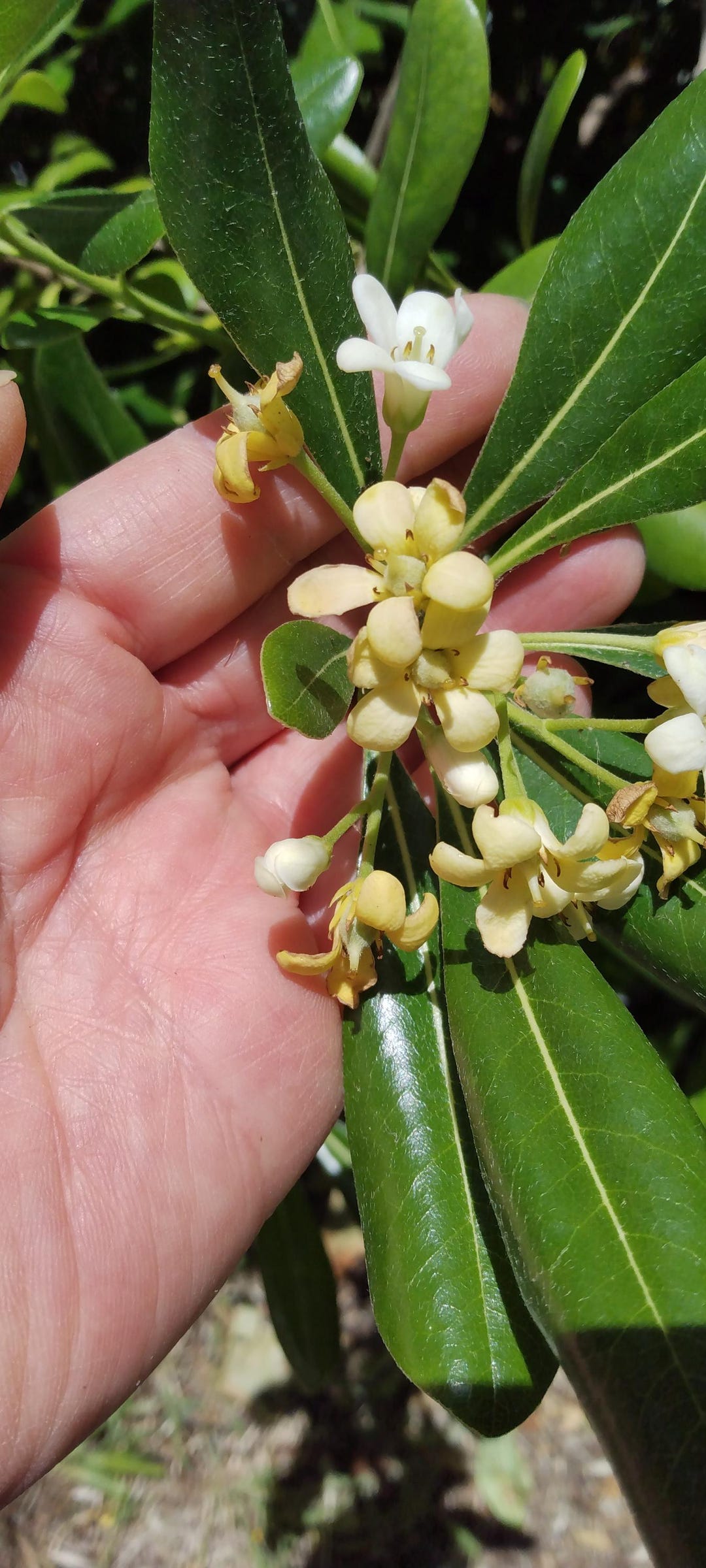 VERY FRAGRANT DAPHNE / Pittosporum Cuttings ~ Unrooted ~ Tree/shrub ...