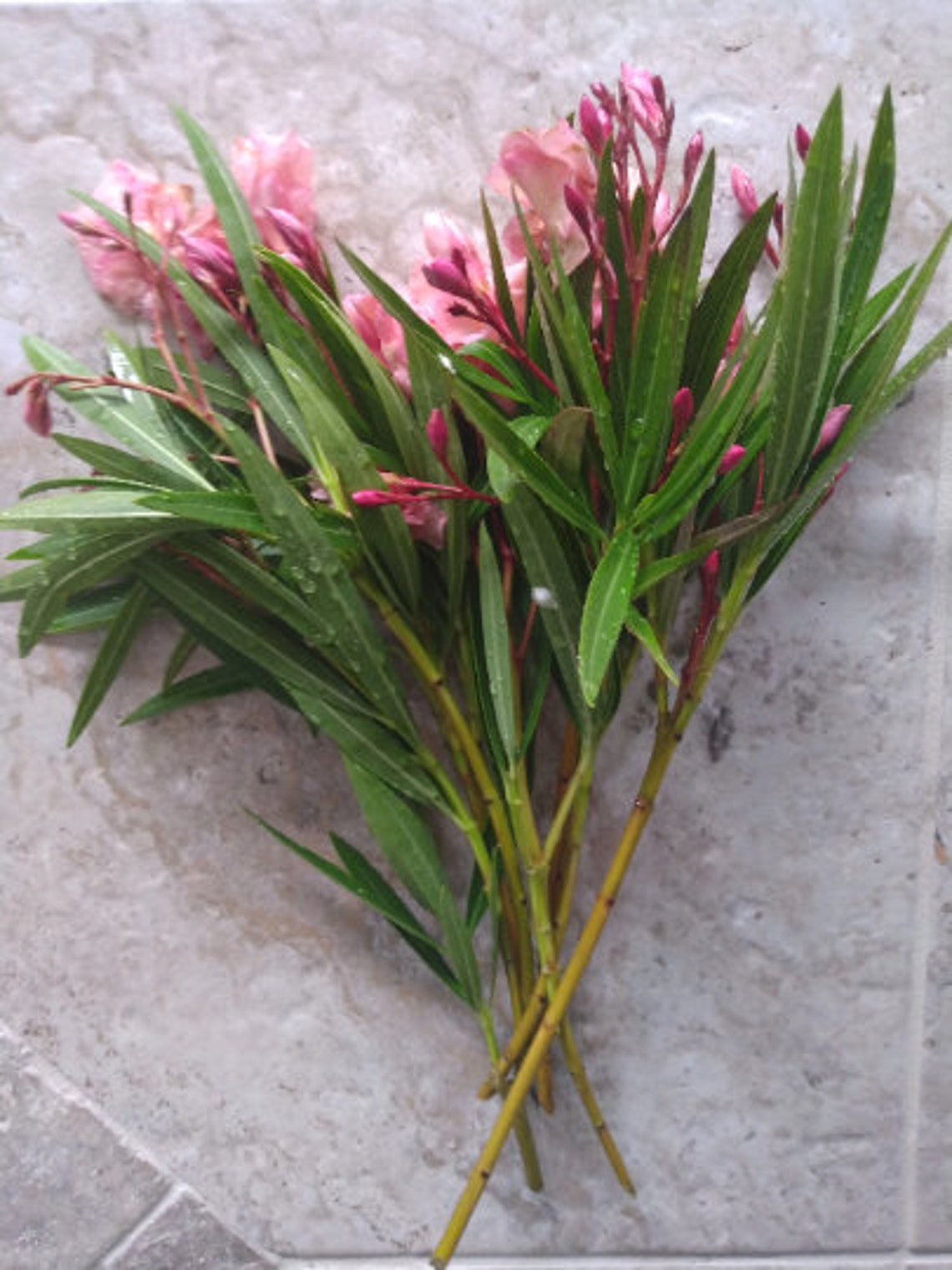 DOUBLE PEACH OLEANDER Nerium Flower ~ Mrs. Roeding ~ Unrooted Plant ...