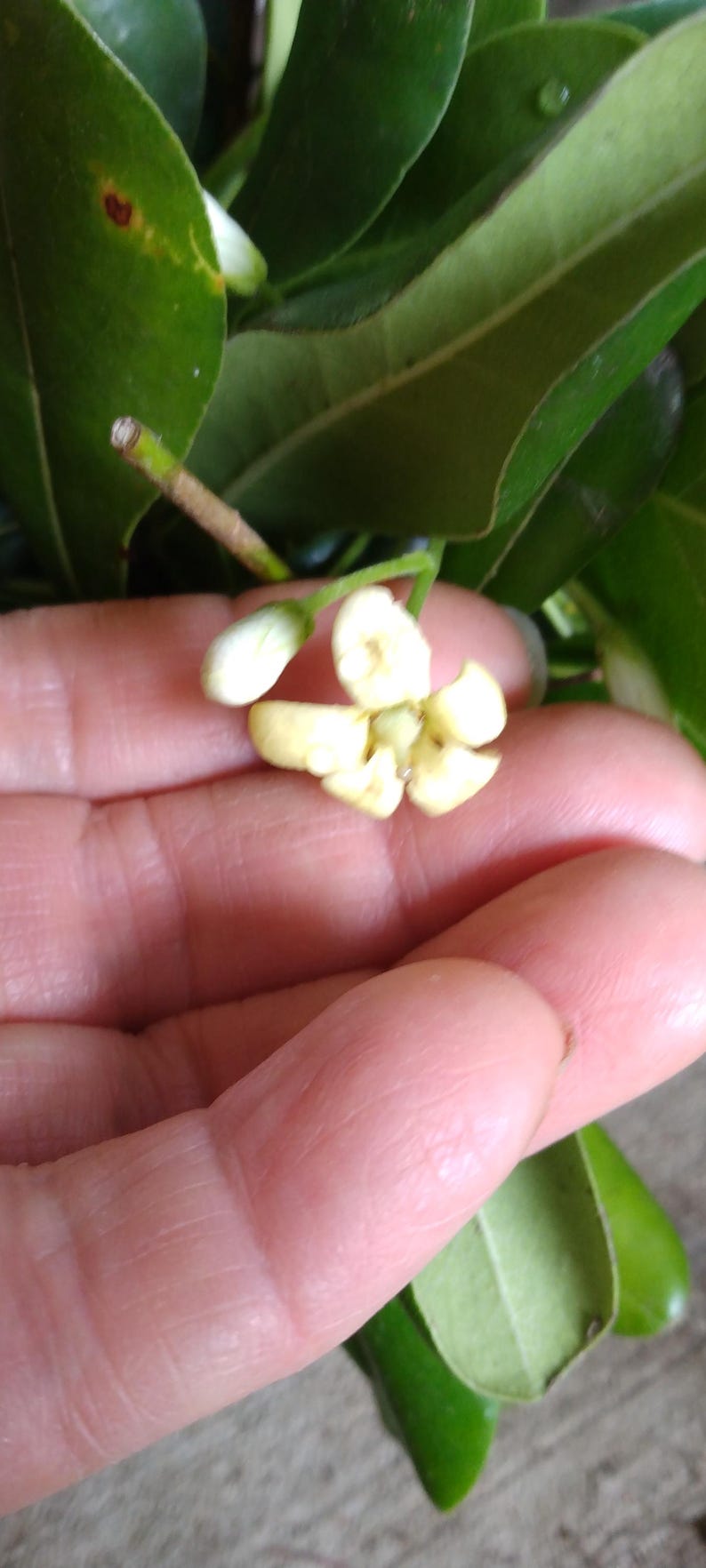 VERY FRAGRANT DAPHNE / Pittosporum Cuttings ~ Unrooted ~ Tree/shrub ...