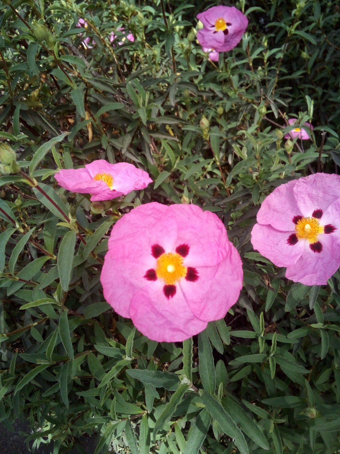 ROCKROSE ROCK ROSE ~ Orchid Pink ~ Unrooted Plant Cuttings~bush Shrub ...