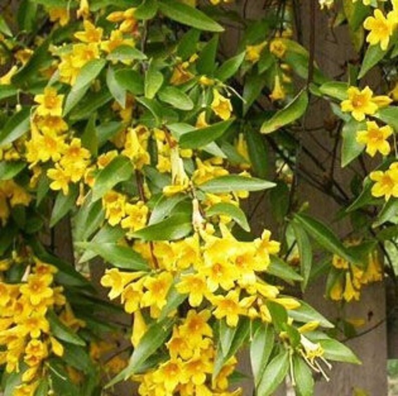 JASMINE JESSAMINE Star or Carolina Unroot Vine Plant ...