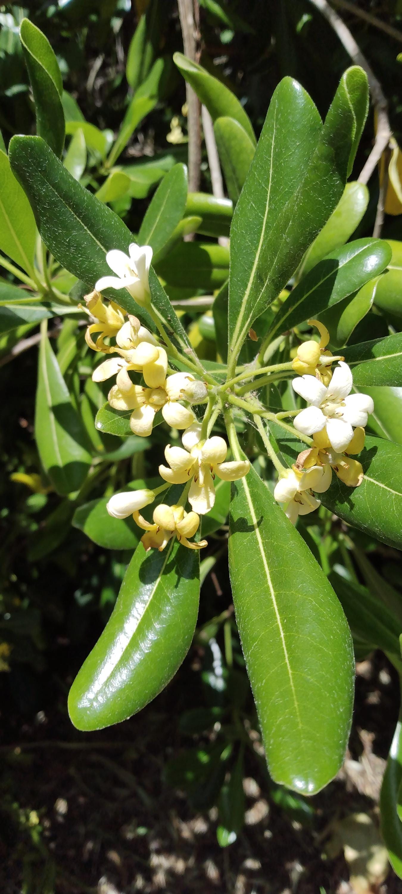 VERY FRAGRANT DAPHNE / Pittosporum Cuttings ~ Unrooted ~ Tree/shrub ...