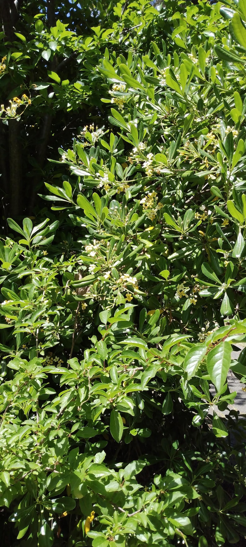 VERY FRAGRANT DAPHNE / Pittosporum Cuttings ~ Unrooted ~ Tree/shrub ...
